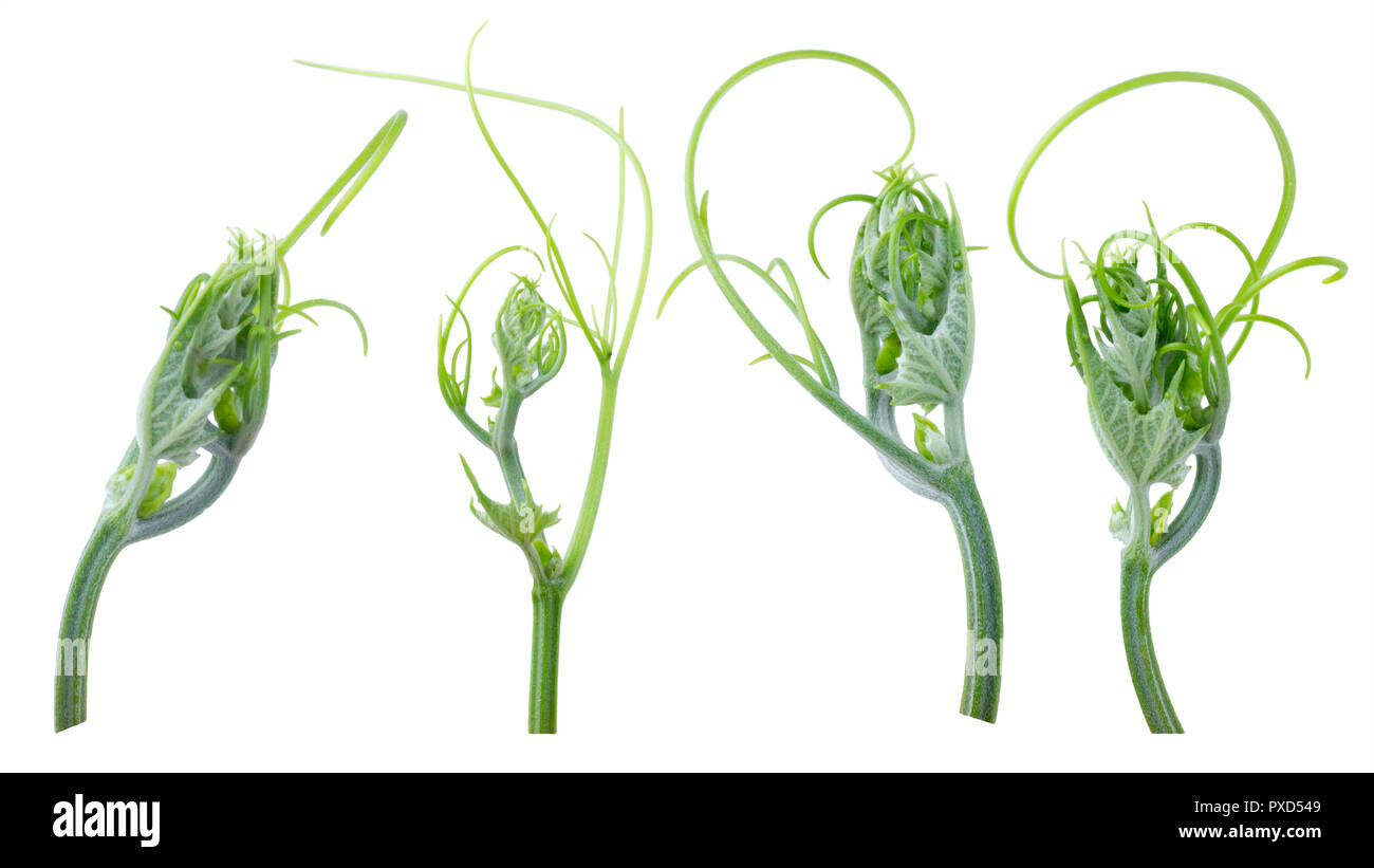 Climbing vine plant clipping path Cut Out Stock Images & Pictures - Alamy