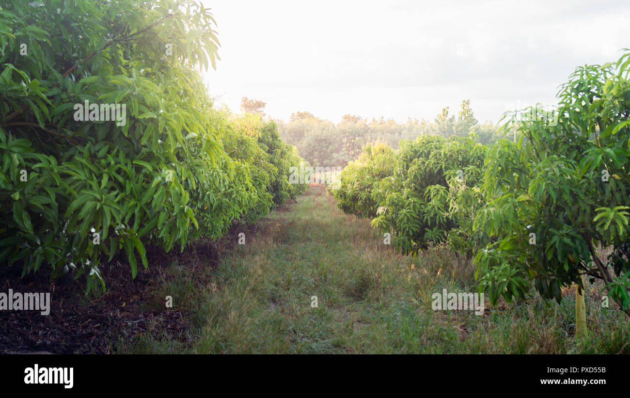 mango field of a flowering in tropical country. agricultural concept ...
