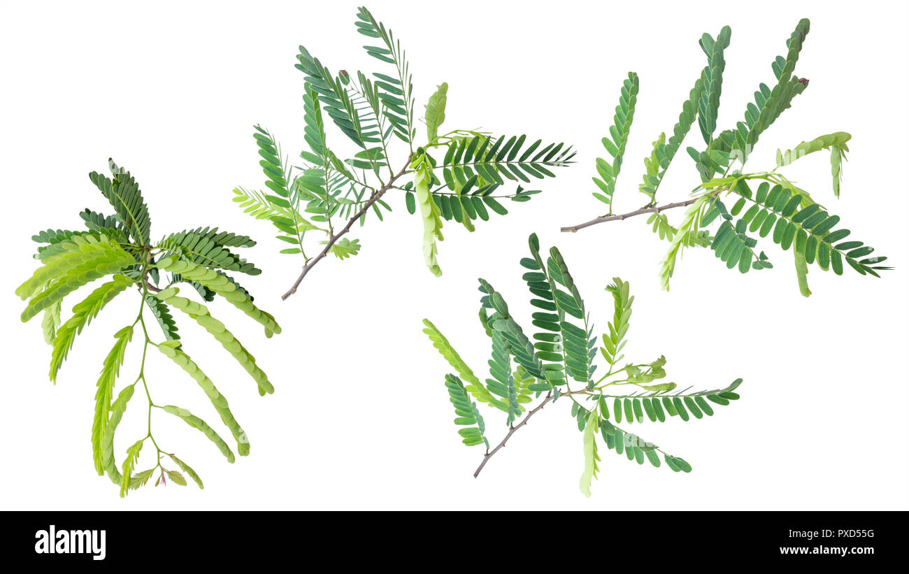 Tamarind leaves isolated on white background with clipping path Stock ...