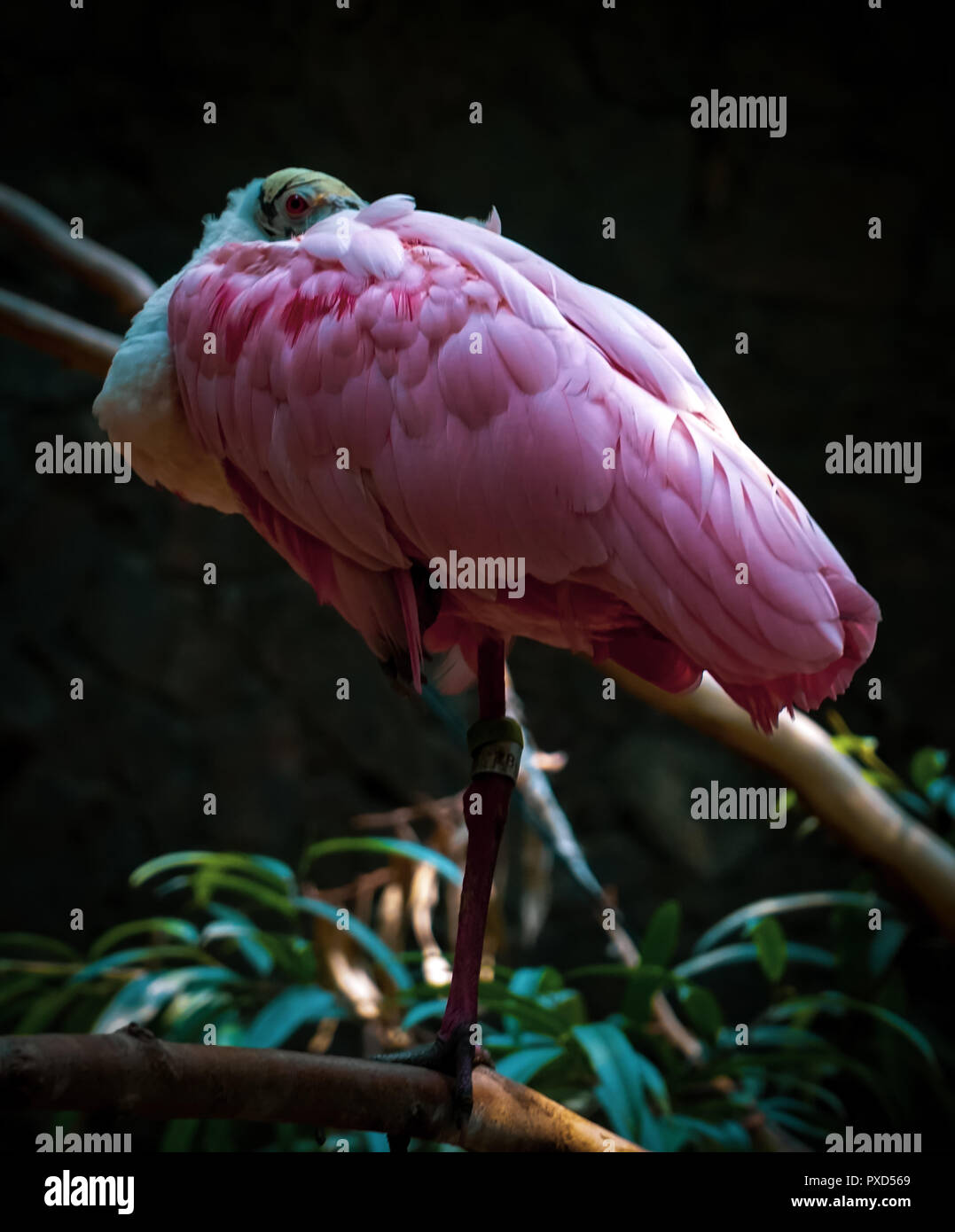 Sad flamingo hi-res stock photography and images - Alamy