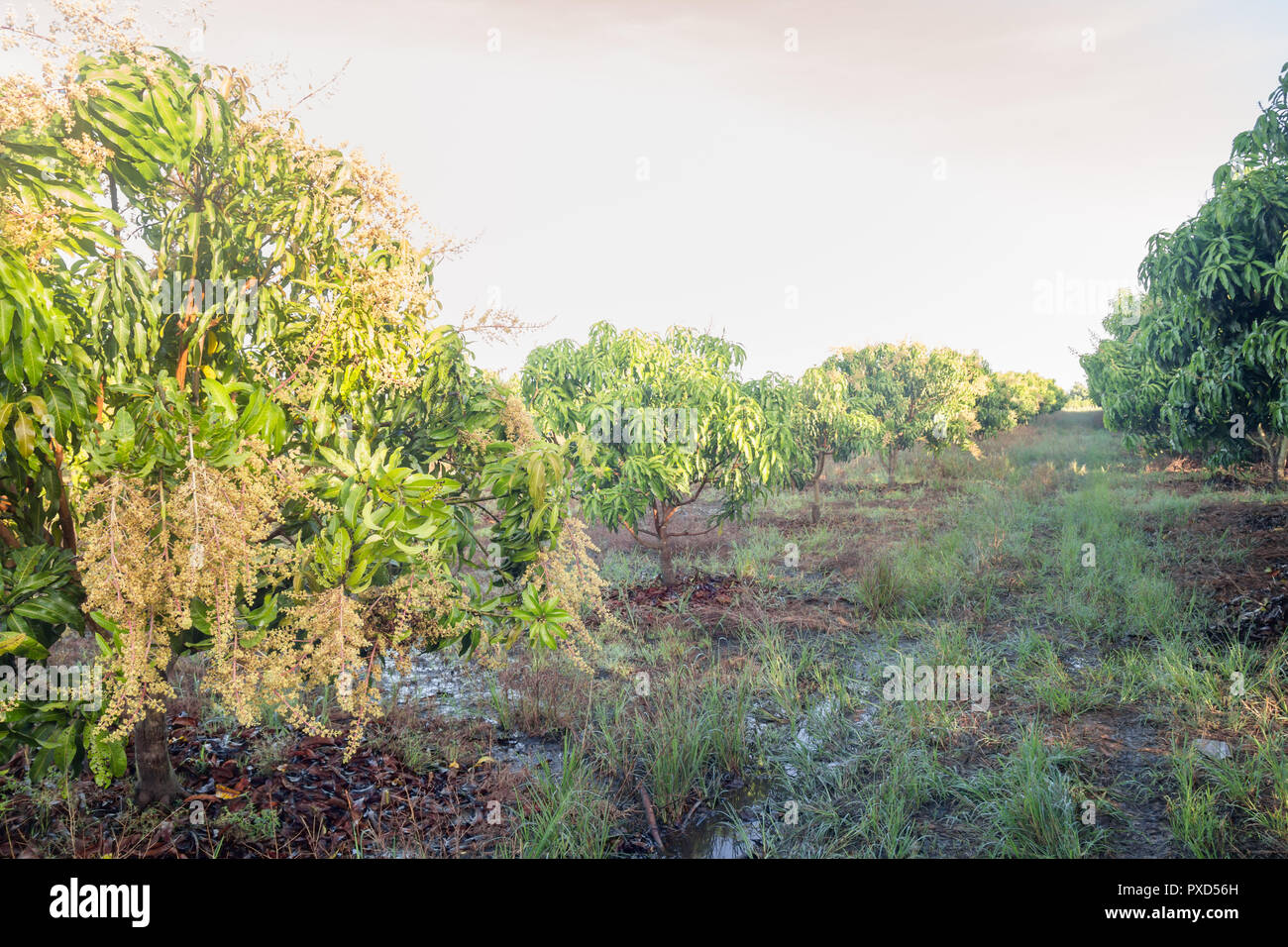 Mango field mango farm blue sky hi-res stock photography and images - Alamy