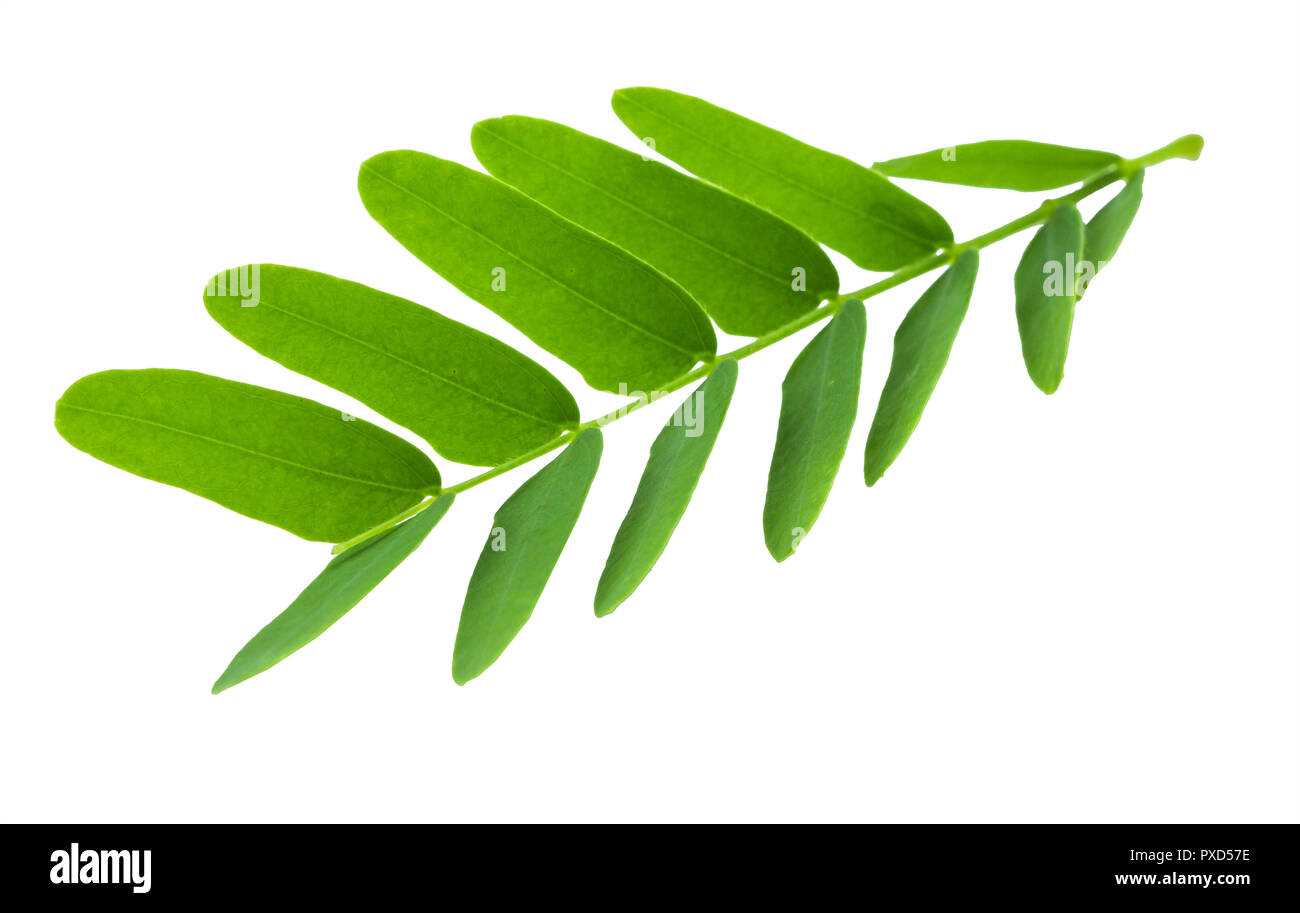 Tamarind leaves isolated on gray background with clipping path Stock ...