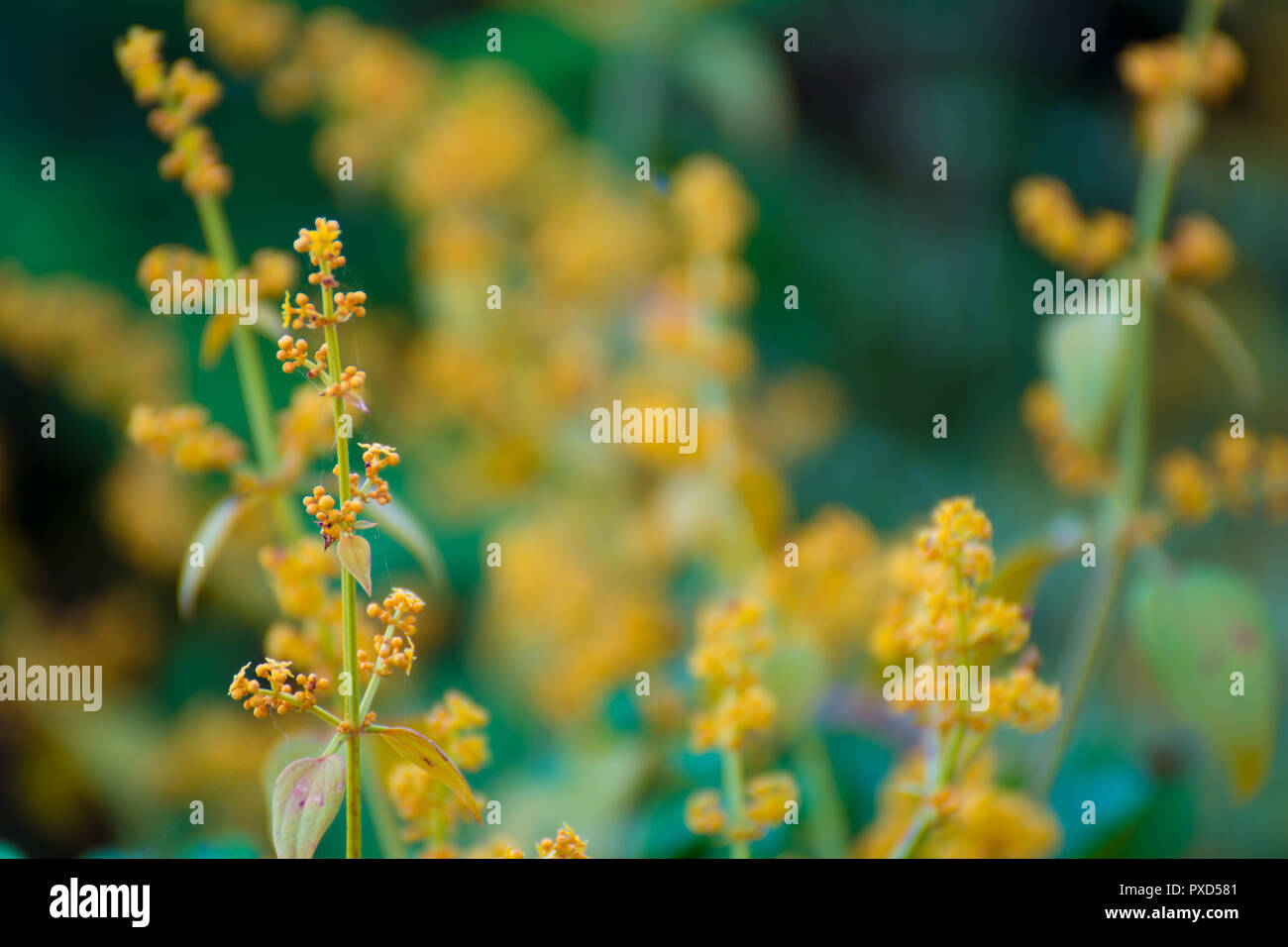 Yellow wild flower Stock Photo - Alamy