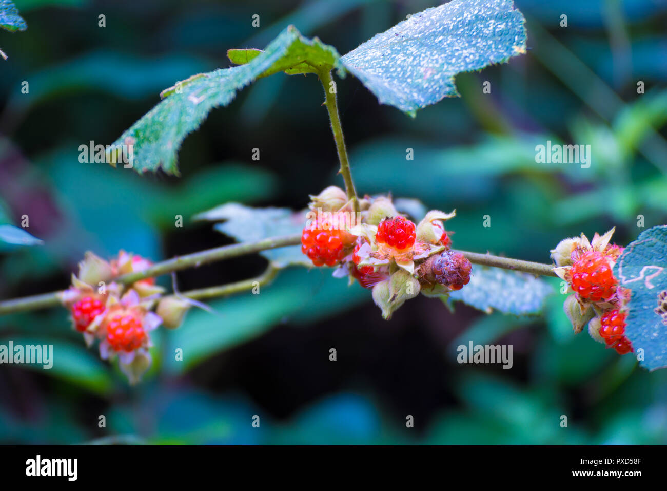 Hawaiensis hi-res stock photography and images - Alamy