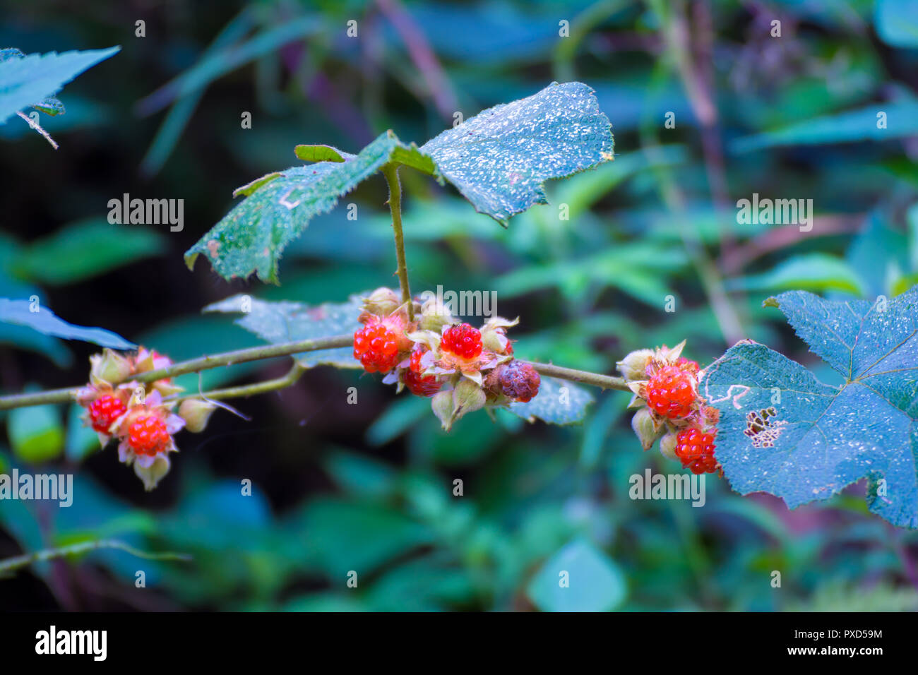 Testy wild fruits - Red Rubus hawaiensis from nepal Stock Photo - Alamy