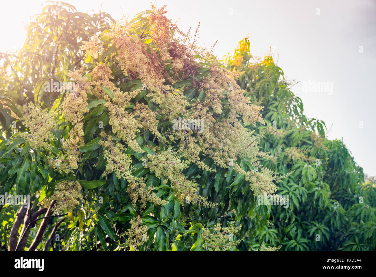 Mango field mango farm blue sky hi-res stock photography and images - Alamy