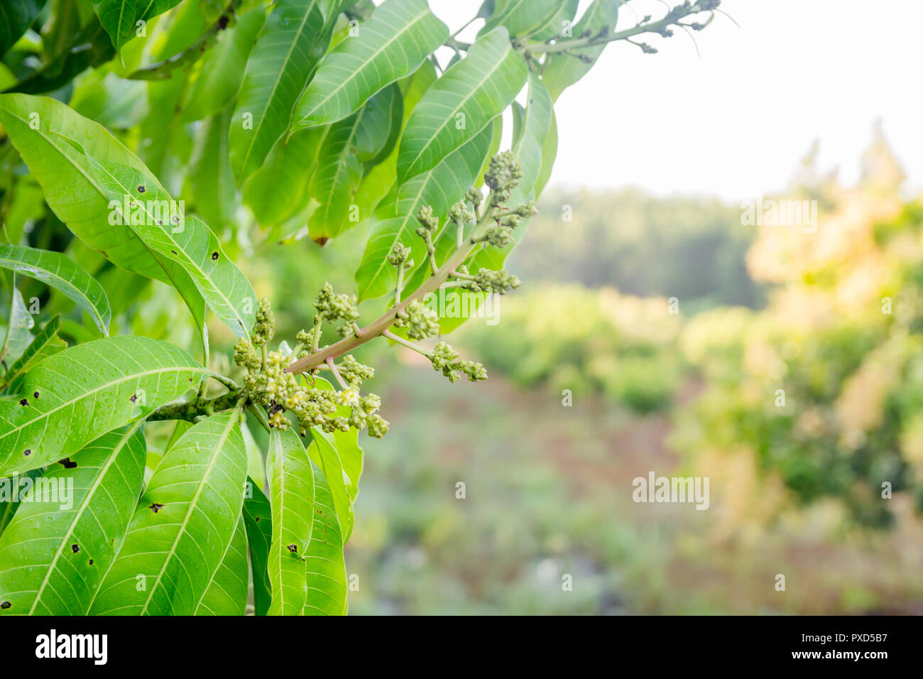 Grove of mango trees hi-res stock photography and images - Alamy