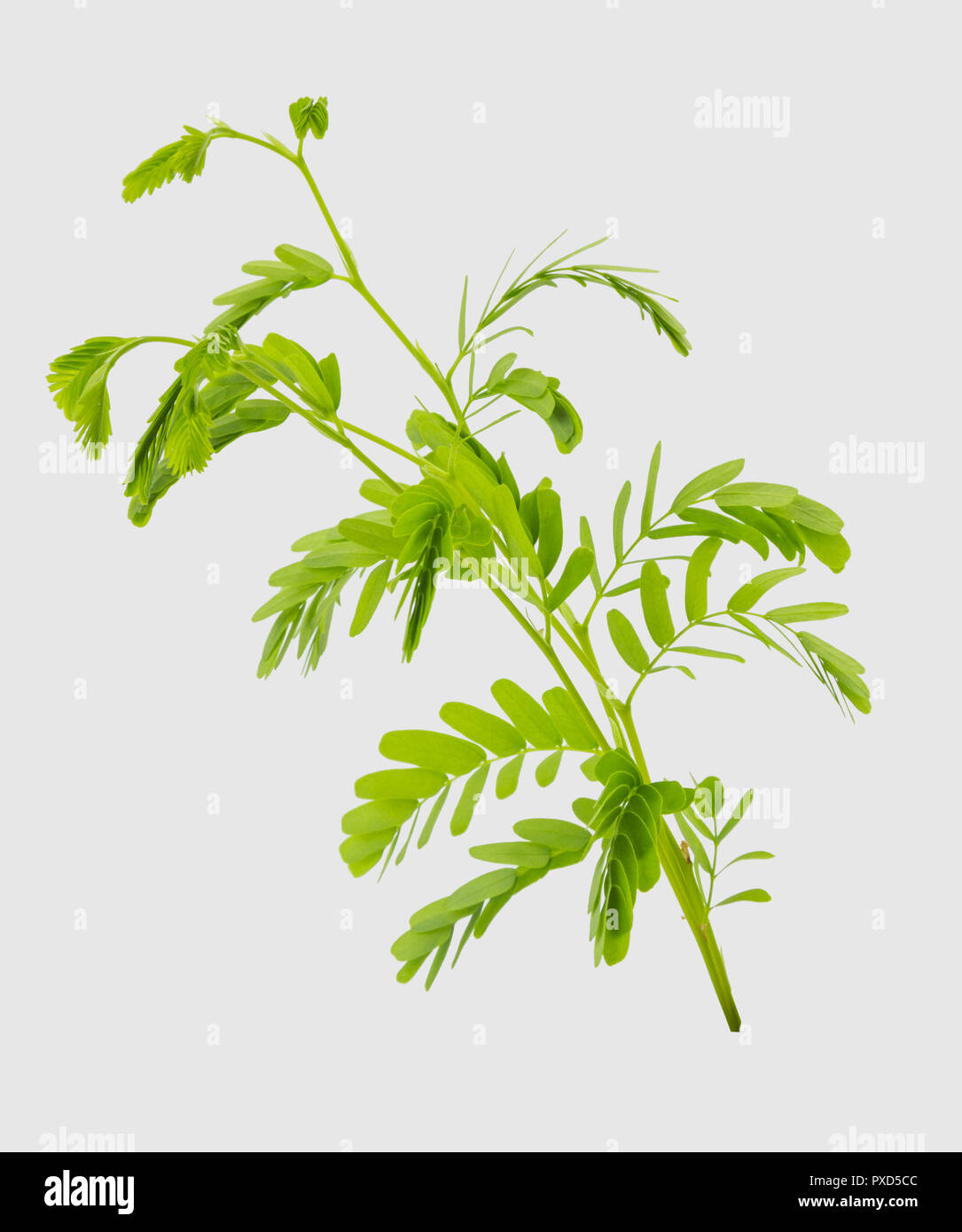 Tamarind leaves isolated on gray background with clipping path Stock ...