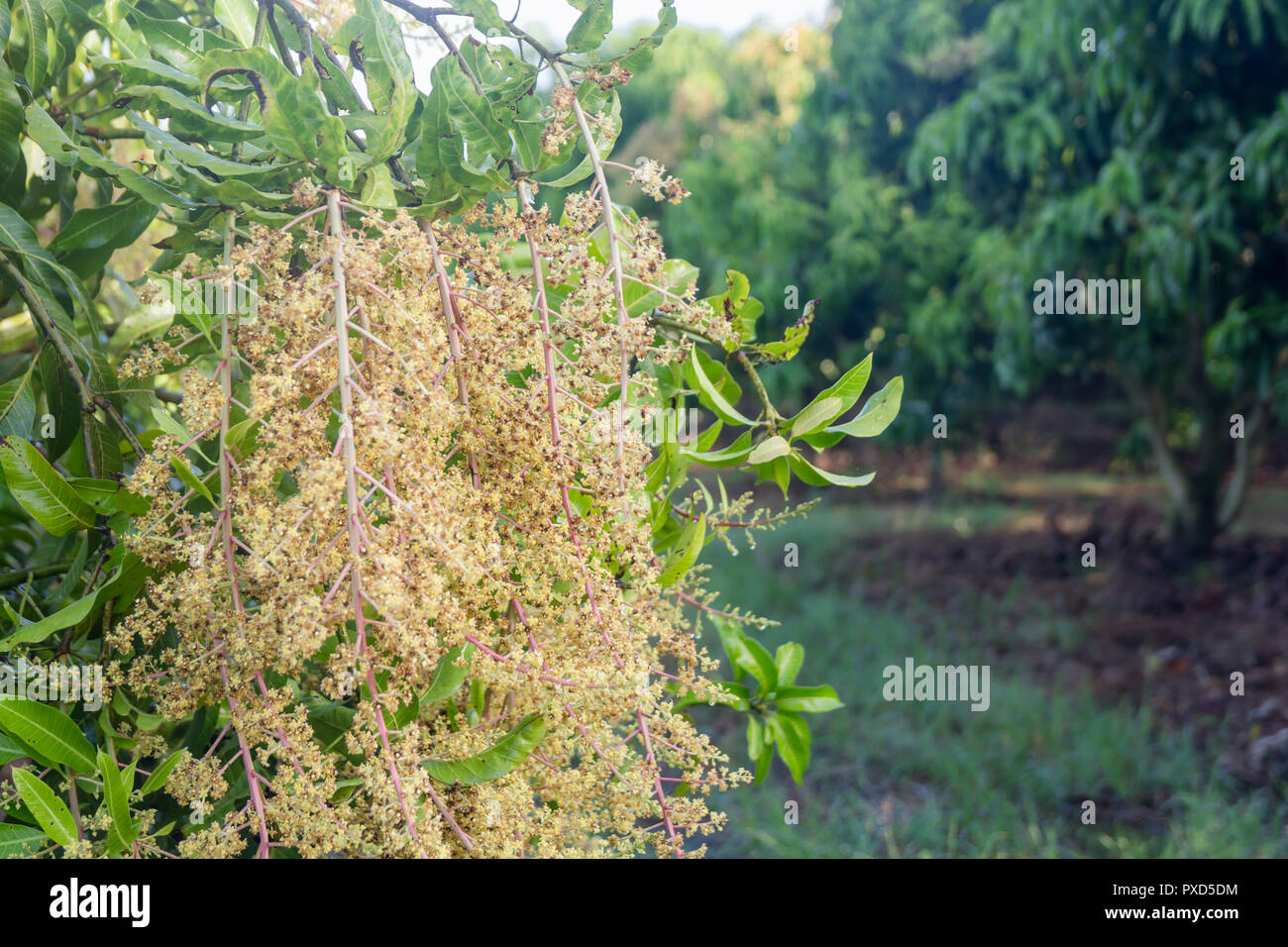 Grove of mango trees hi-res stock photography and images - Alamy
