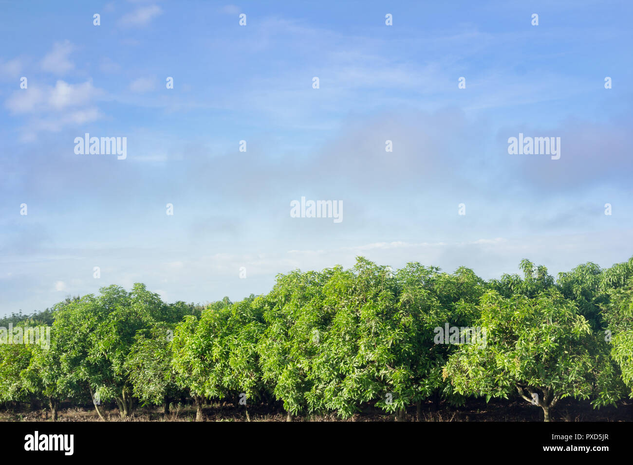 mango field of a flowering in tropical country. agricultural concept ...
