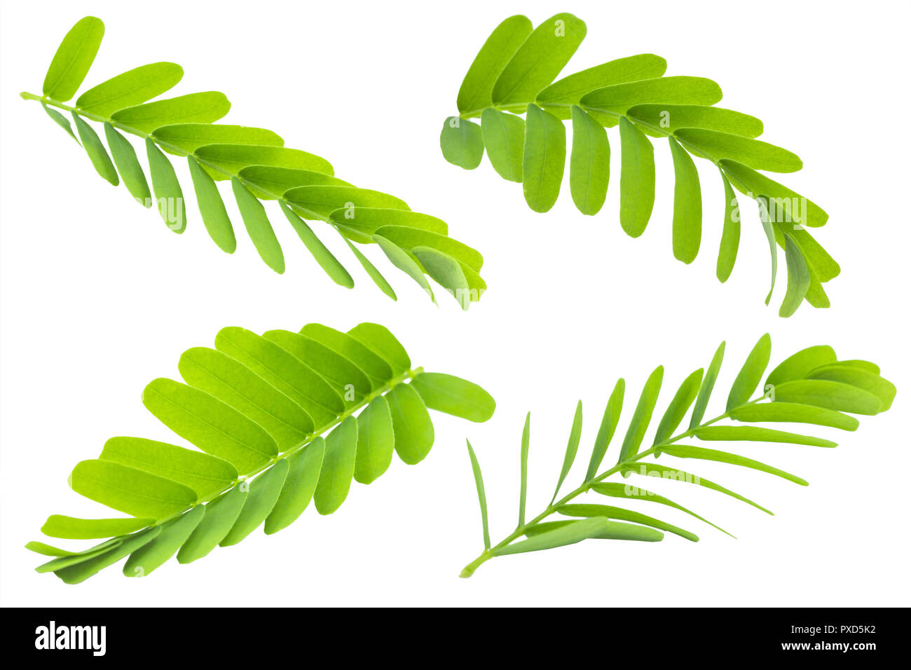 Tamarind leaves isolated on white background with clipping path Stock ...