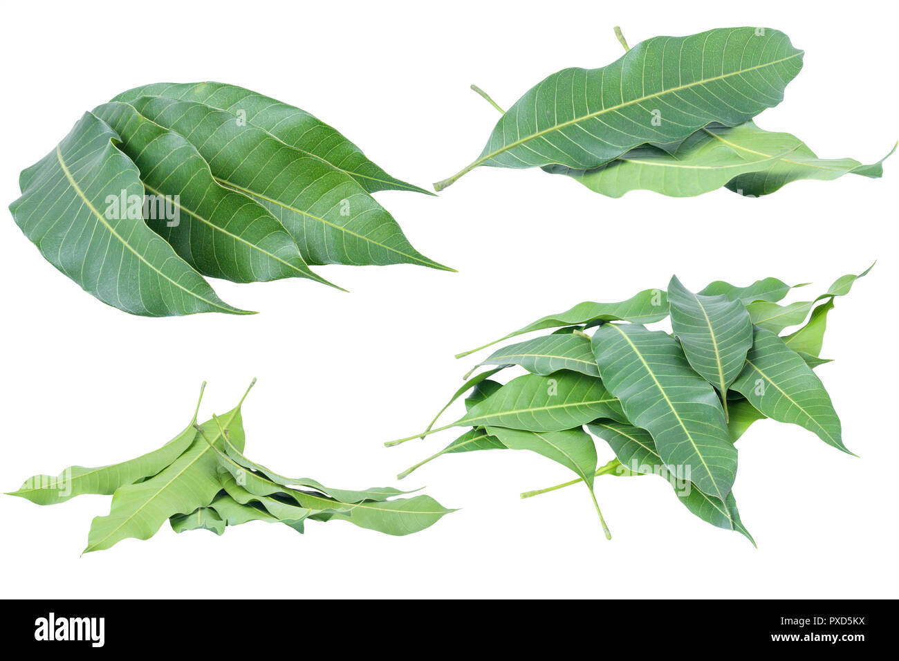 Mango young leaves Cut Out Stock Images & Pictures - Alamy