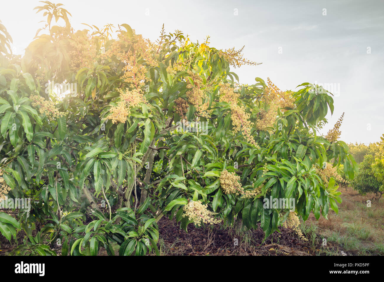 Grove of mango trees hi-res stock photography and images - Alamy