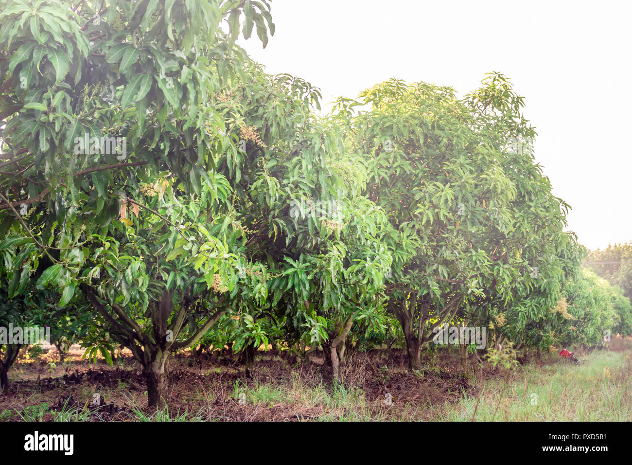 mango field of a flowering in tropical country. agricultural concept ...