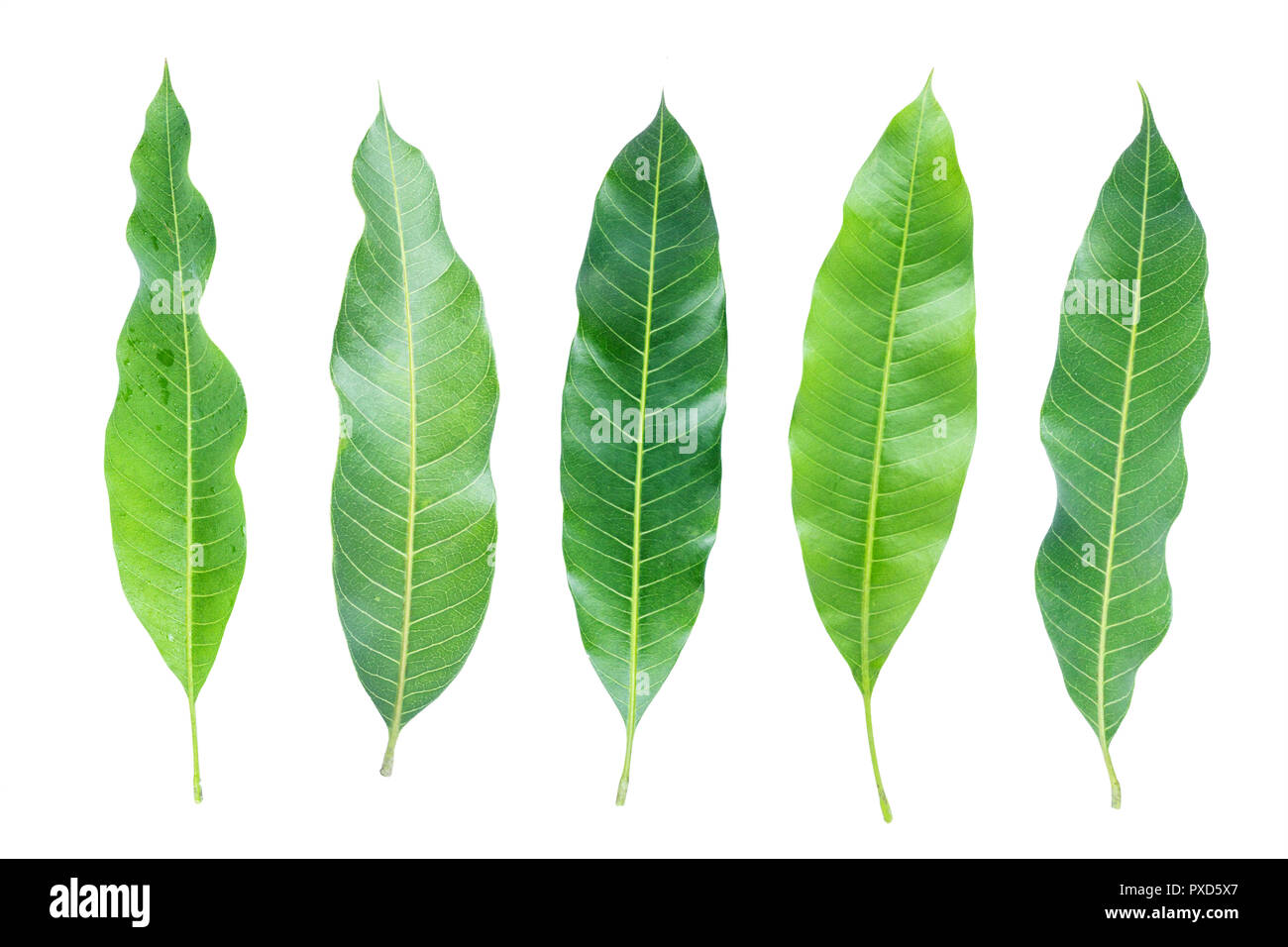 leaves mango on white background, clipping path Stock Photo - Alamy