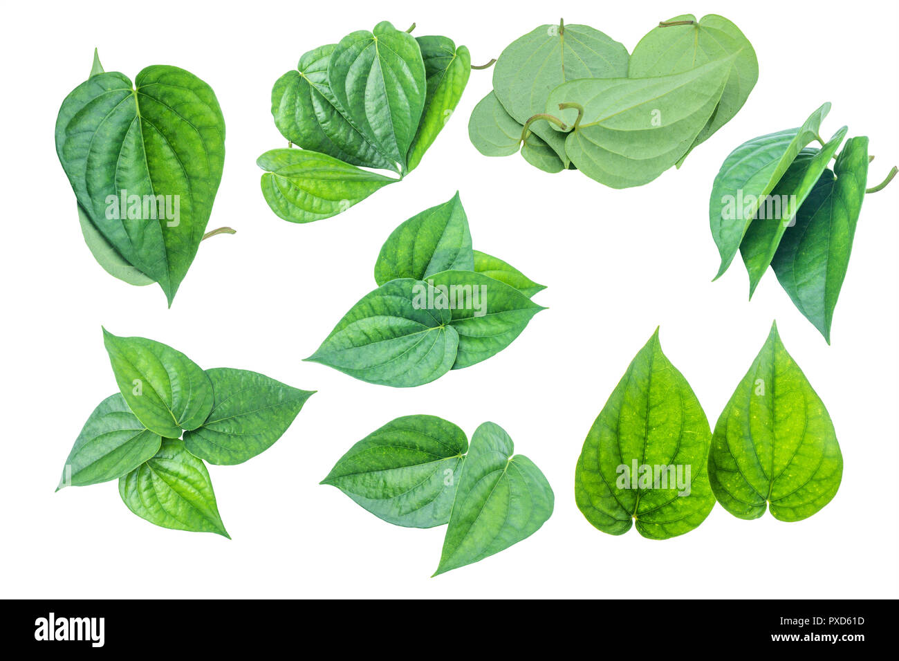 Green betel leaf isolated on the white background with clipping path ...