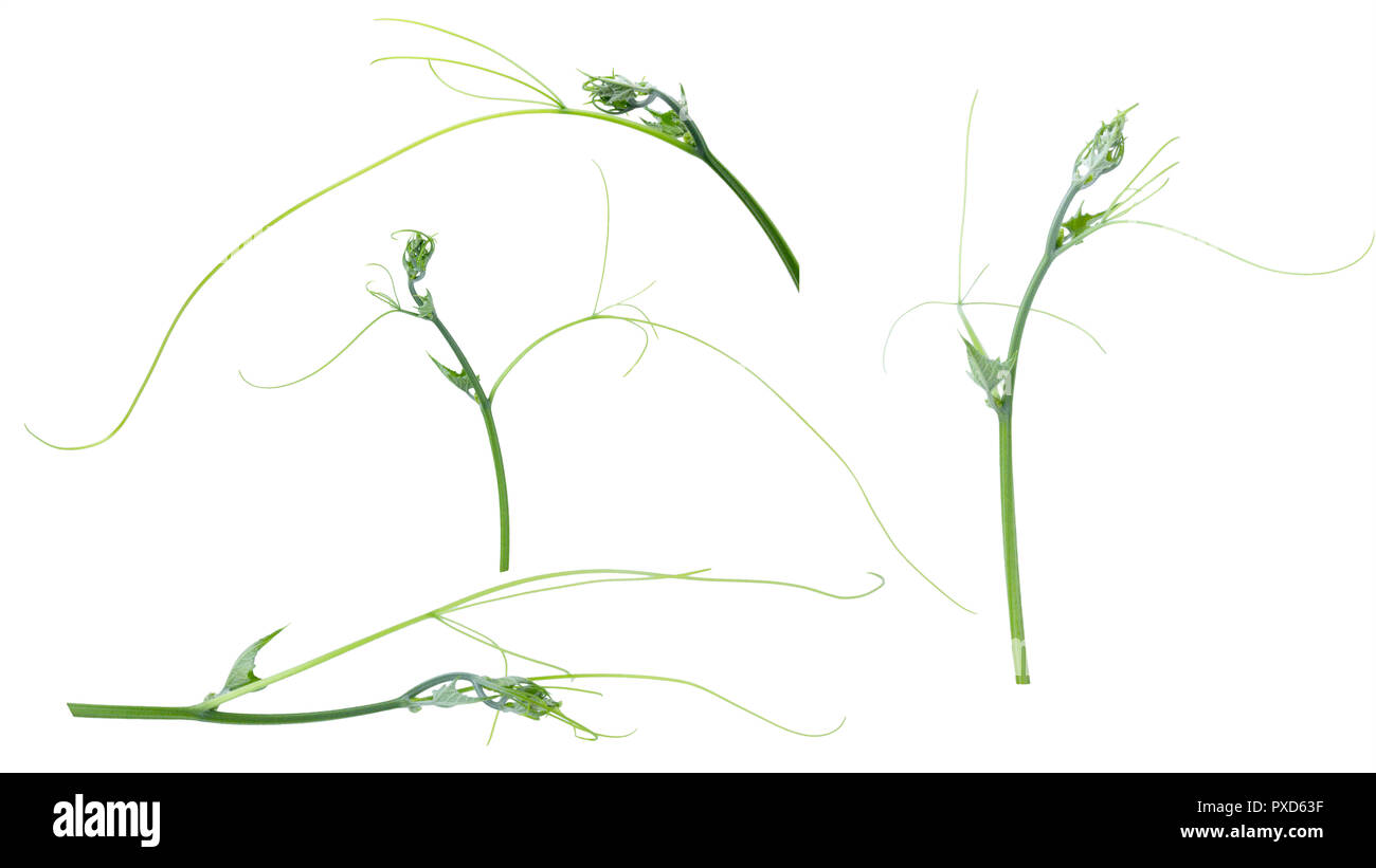 Climbing vine plant clipping path Cut Out Stock Images & Pictures - Alamy