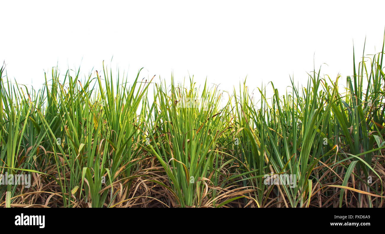 Sugarcane isolate hi-res stock photography and images - Alamy
