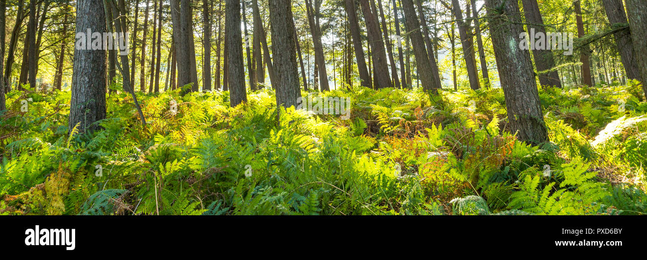 Forest landscape with ferns Stock Photo - Alamy