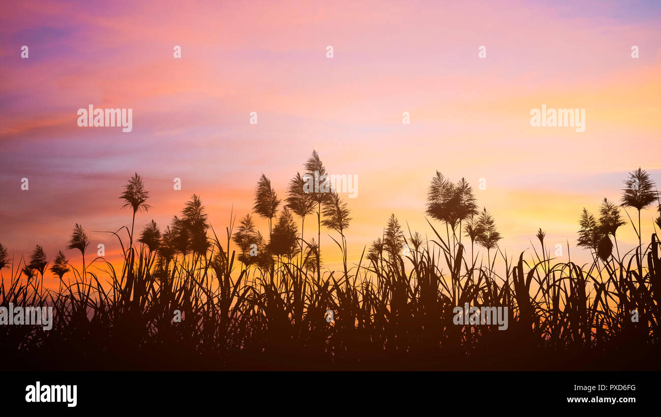 sugar cane fields flower at sunny sunset Stock Photo - Alamy