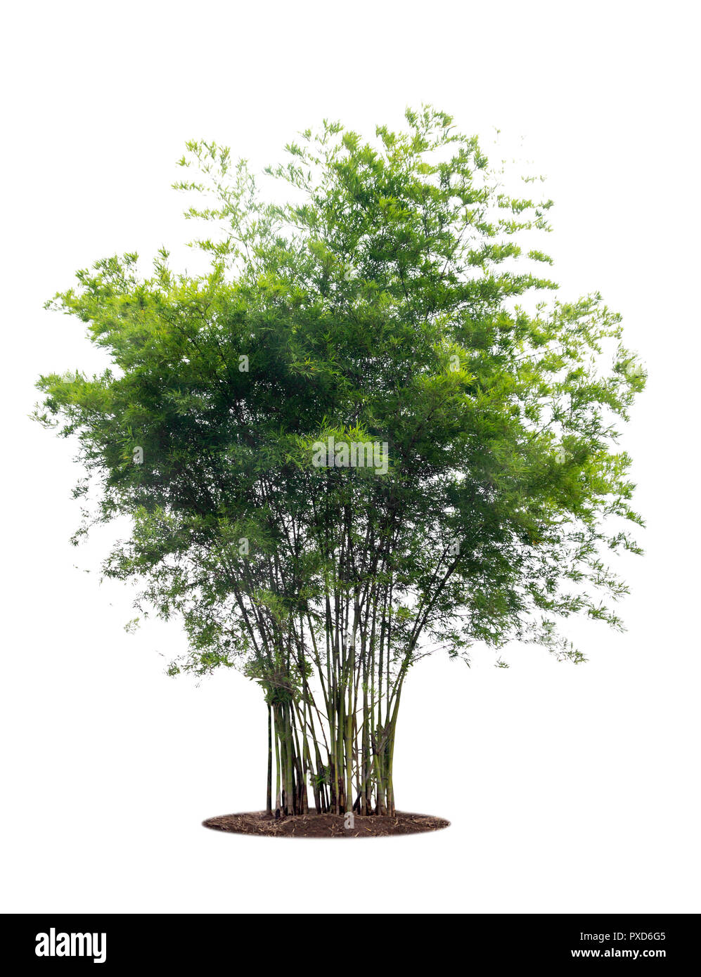 Bamboo Tree Psd