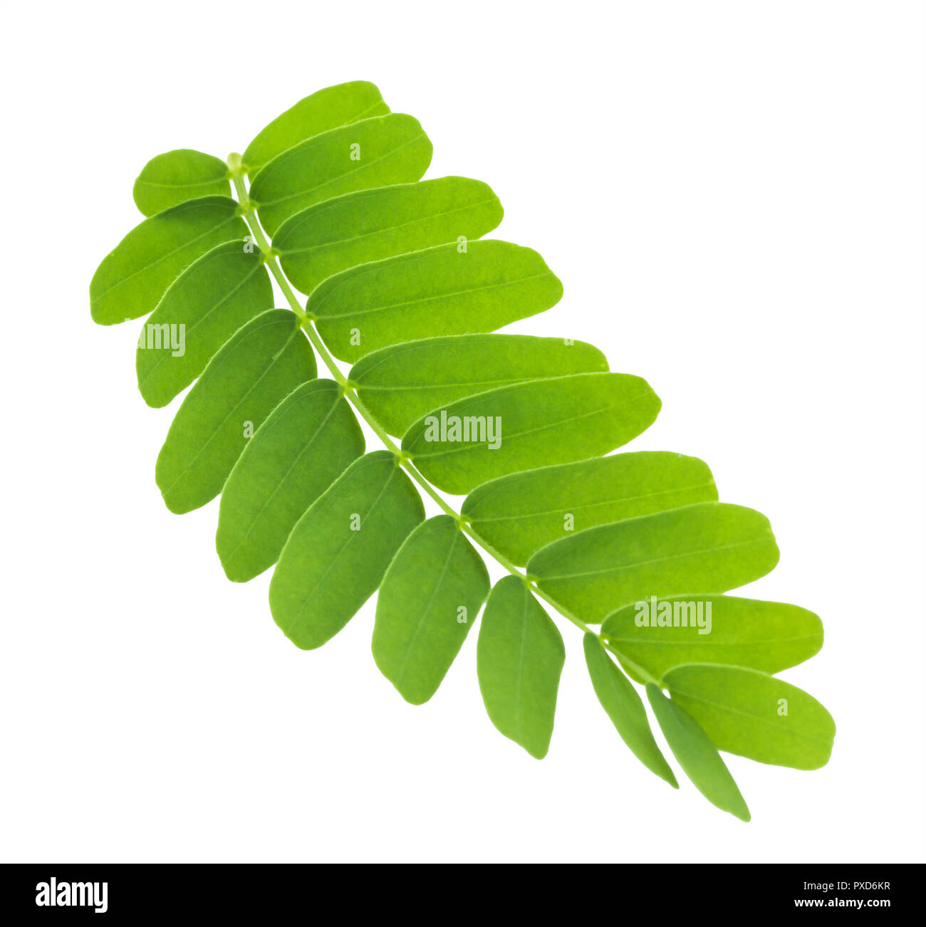 Tamarind leaves isolated on gray background with clipping path Stock ...