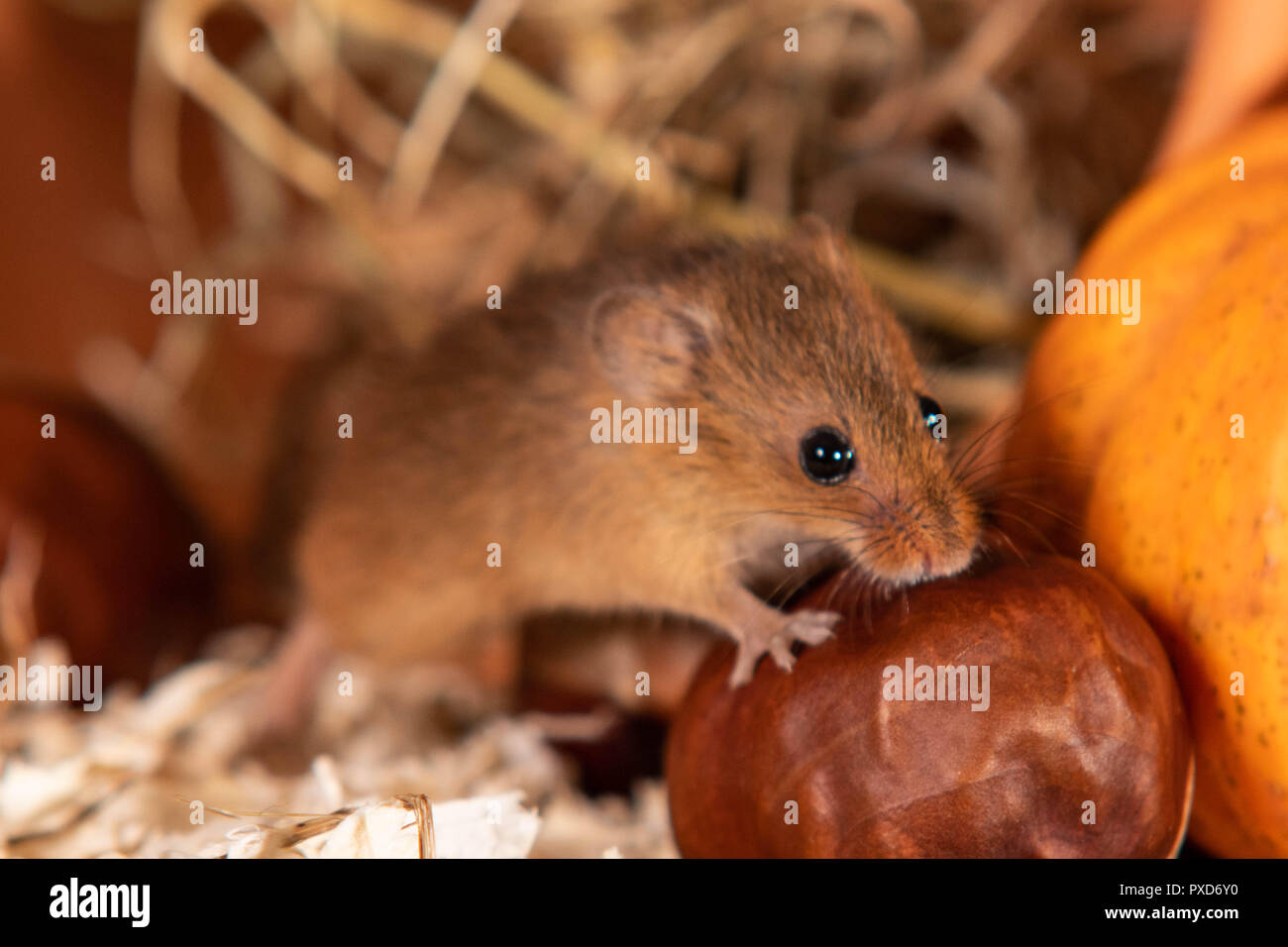 Field mouse closeup on pumpkin autumn Stock Photo - Alamy