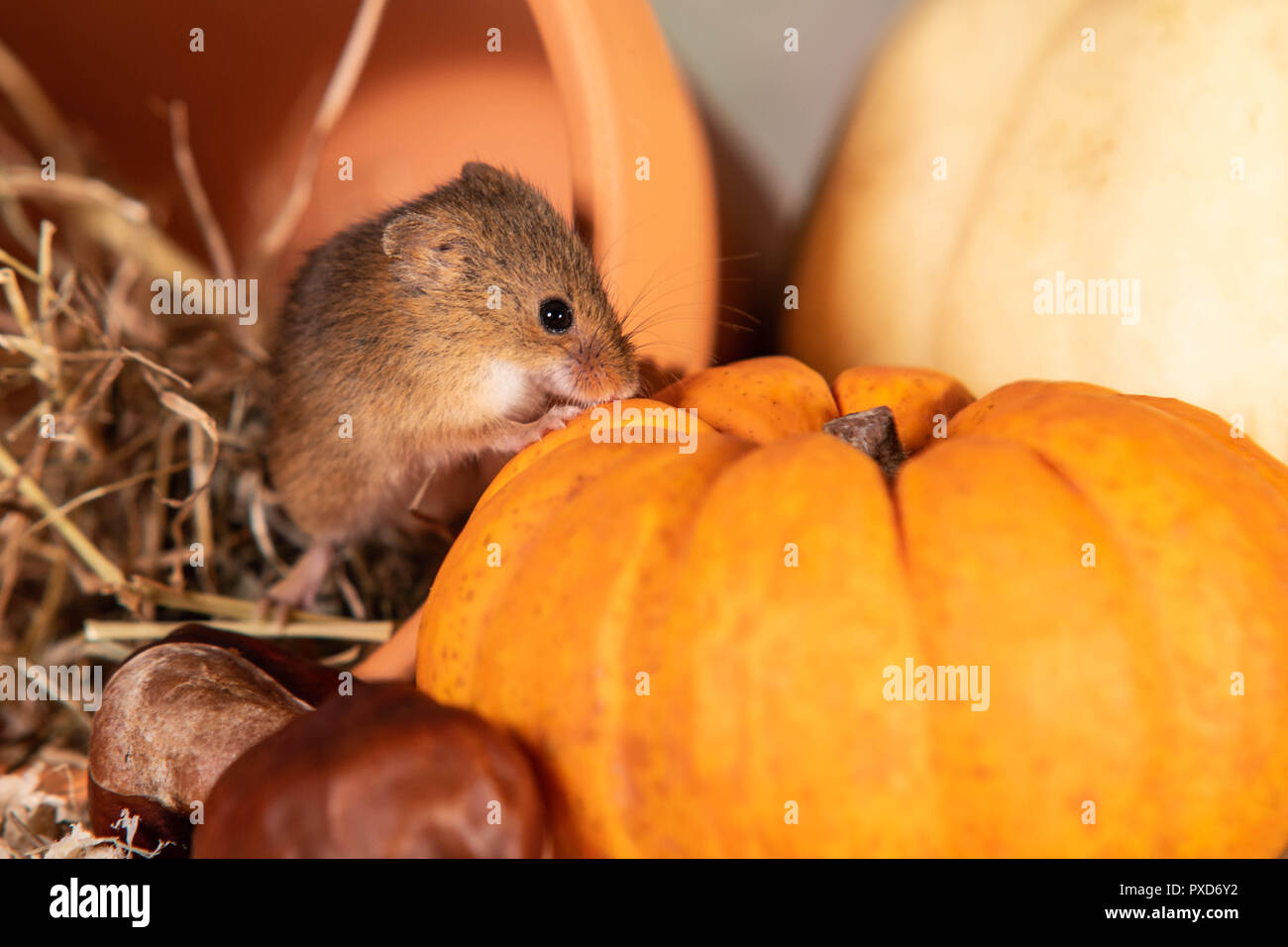 Field mouse closeup on pumpkin autumn Stock Photo - Alamy