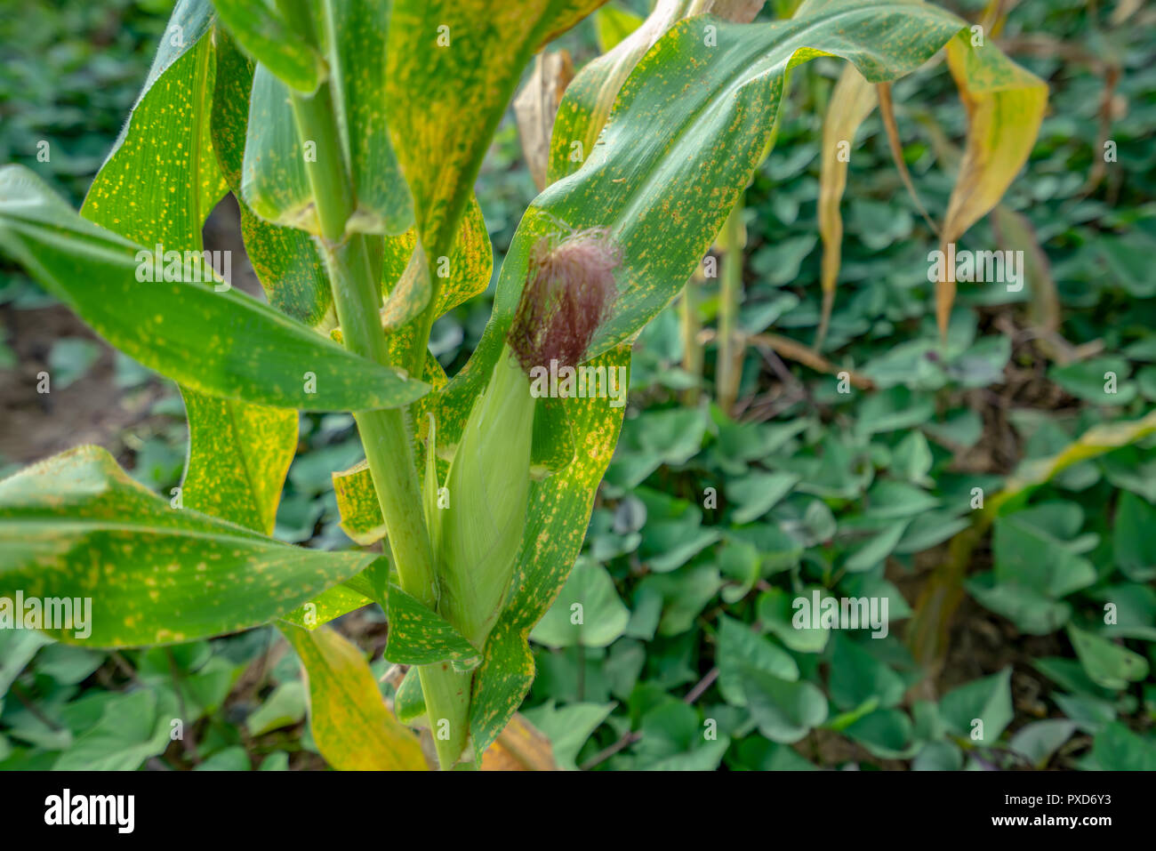 Closeup corn on the stalk in the corn field Stock Photo - Alamy