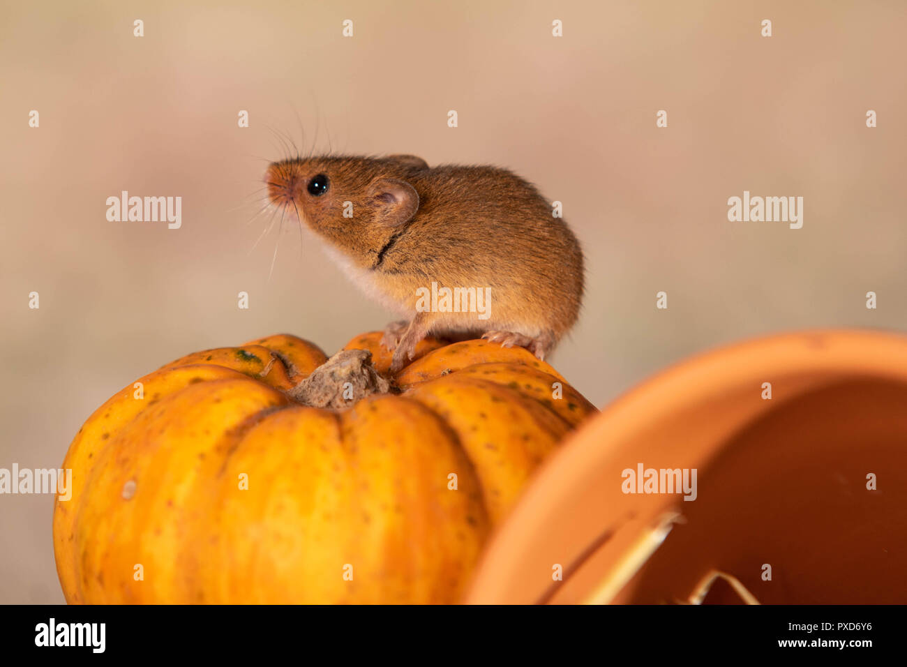 Field mouse closeup on pumpkin autumn Stock Photo - Alamy