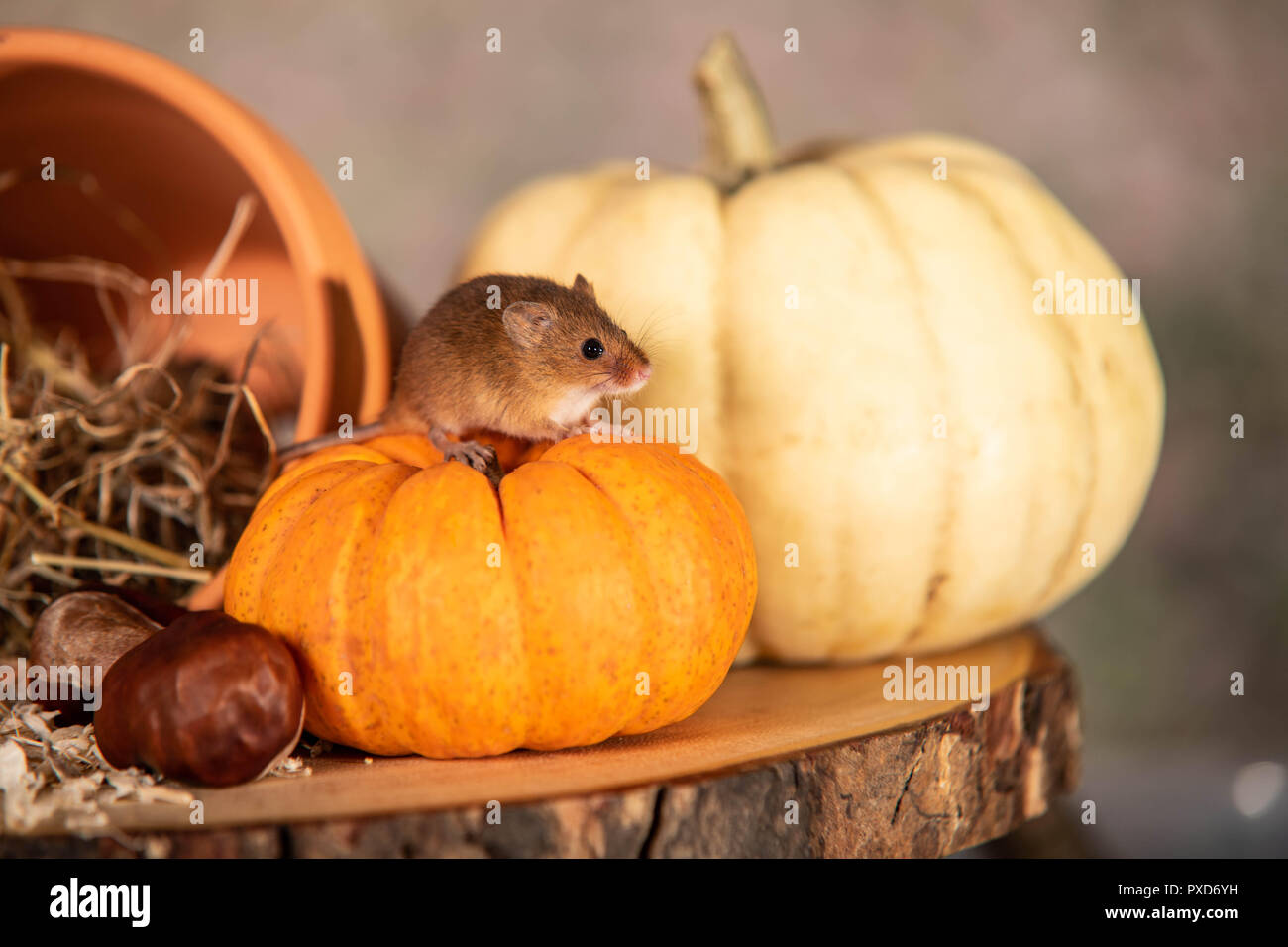Field mouse closeup on pumpkin autumn Stock Photo - Alamy