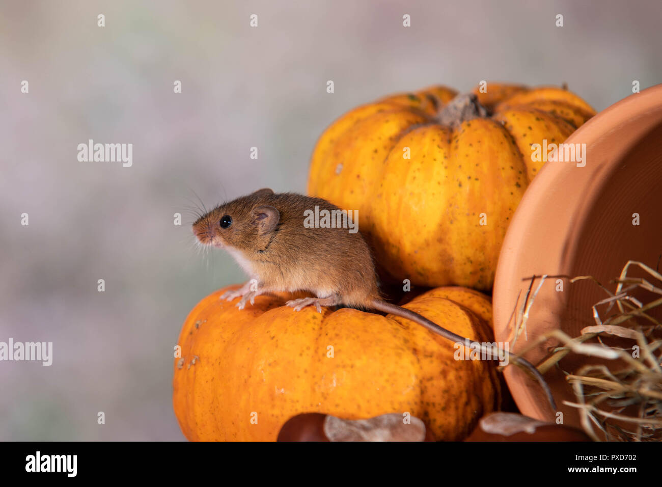 Fieldmouse hi-res stock photography and images - Alamy