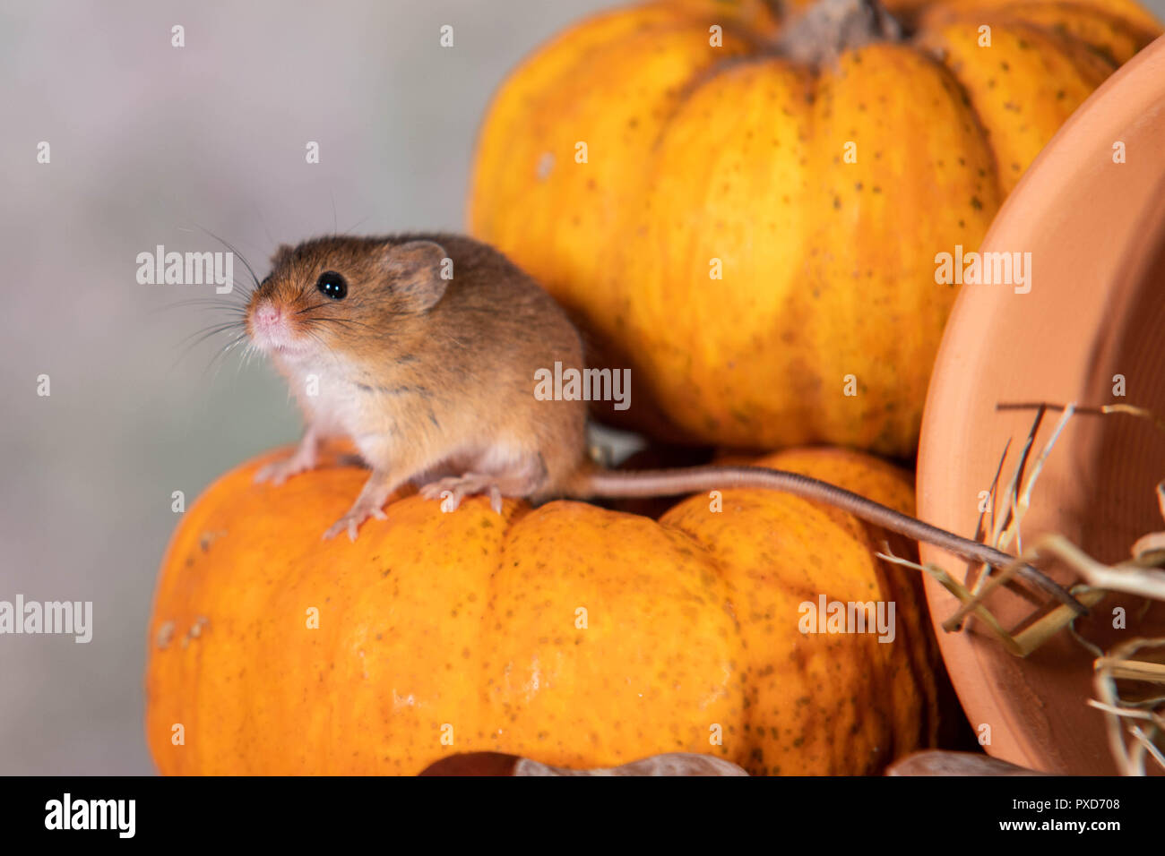 Field mouse closeup on pumpkin autumn Stock Photo - Alamy