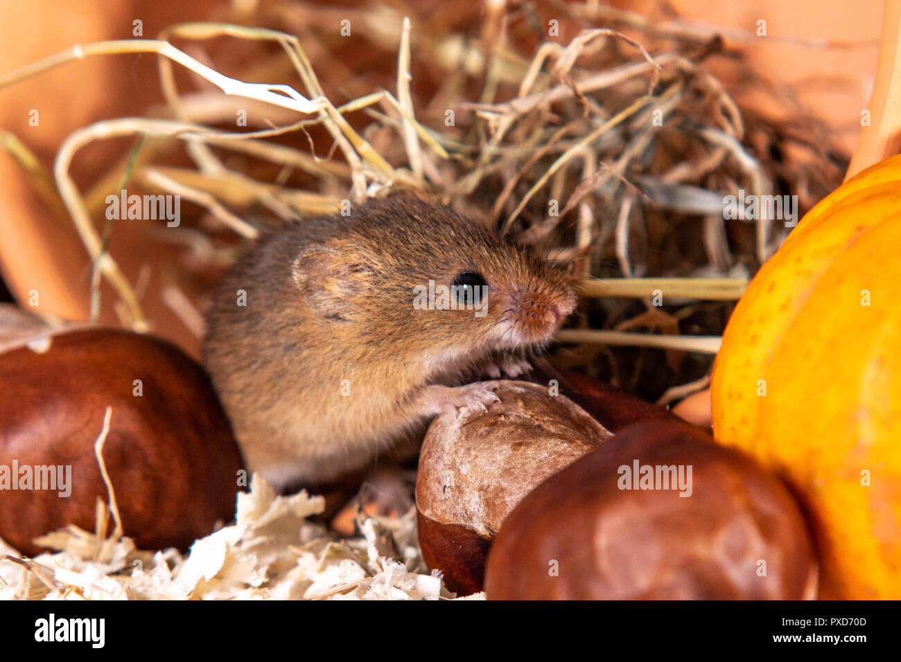 Closeup of pumpkin hi-res stock photography and images - Alamy