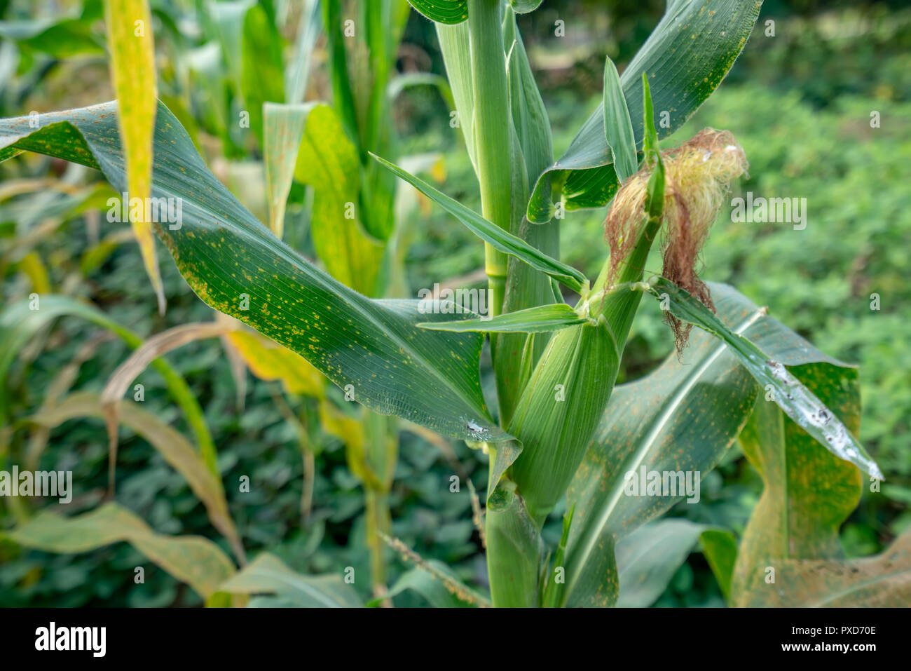 Closeup corn on the stalk in the corn field Stock Photo - Alamy