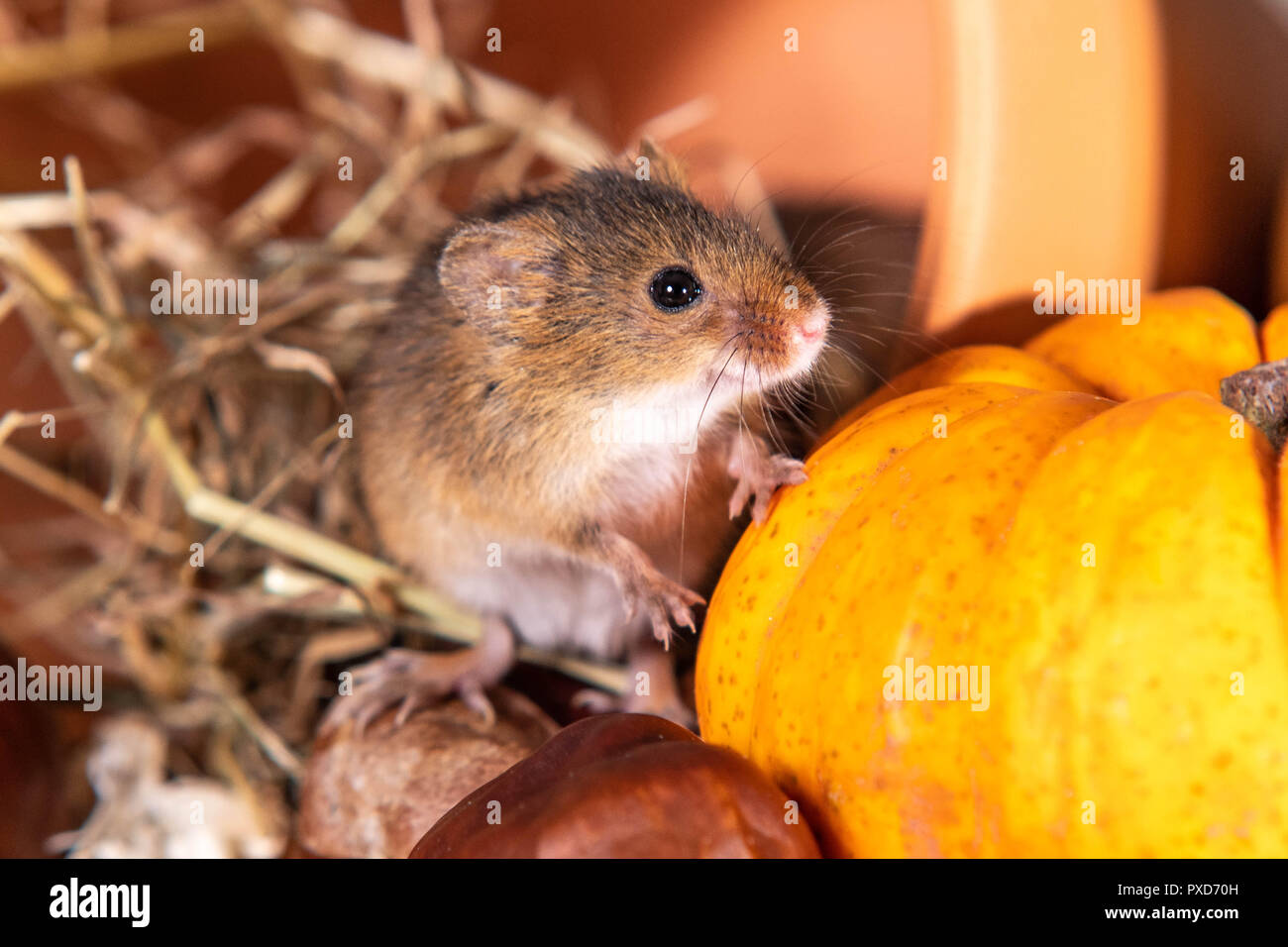 Fieldmouse hi-res stock photography and images - Alamy