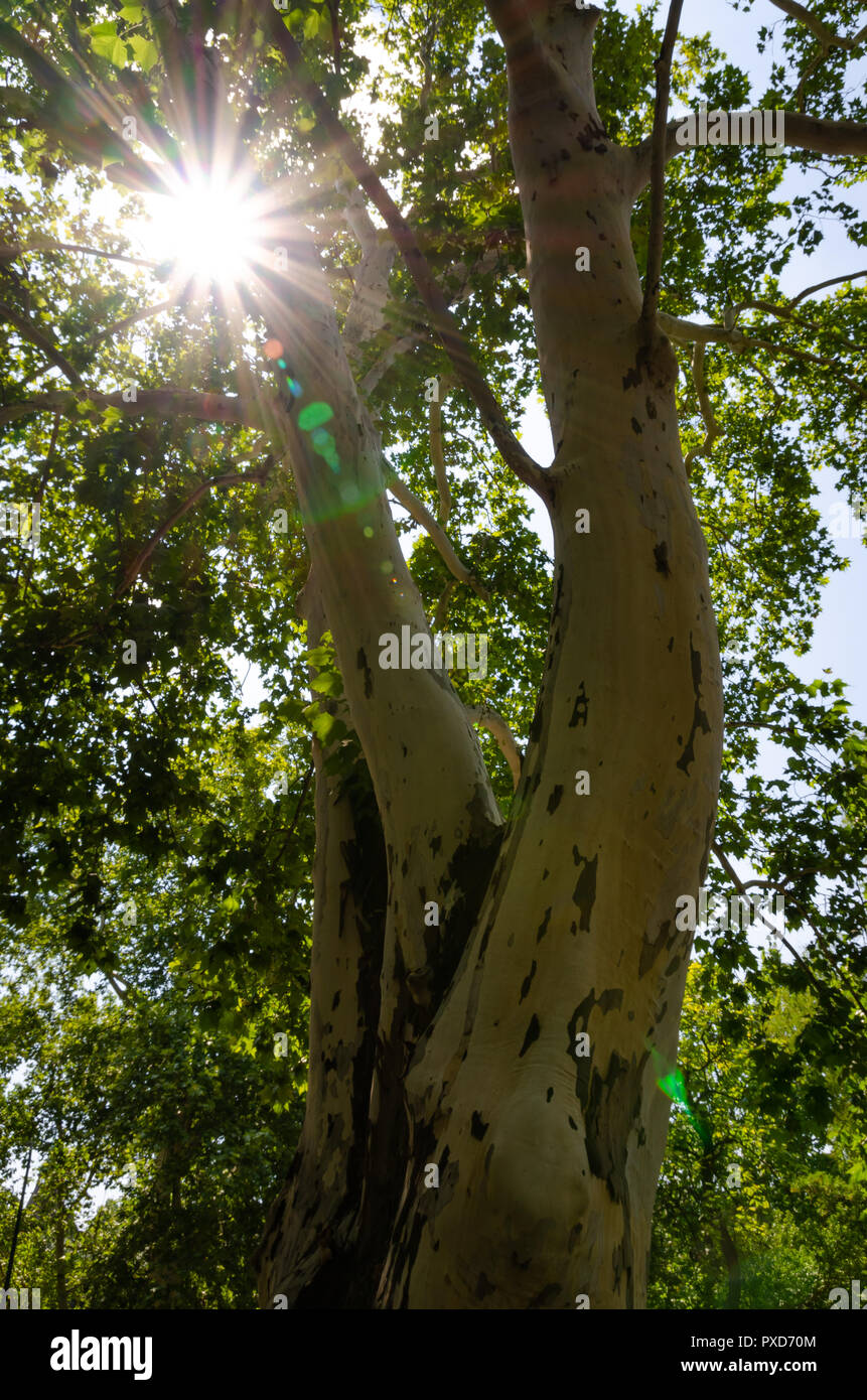 Anatomy of the trunk hi-res stock photography and images - Alamy