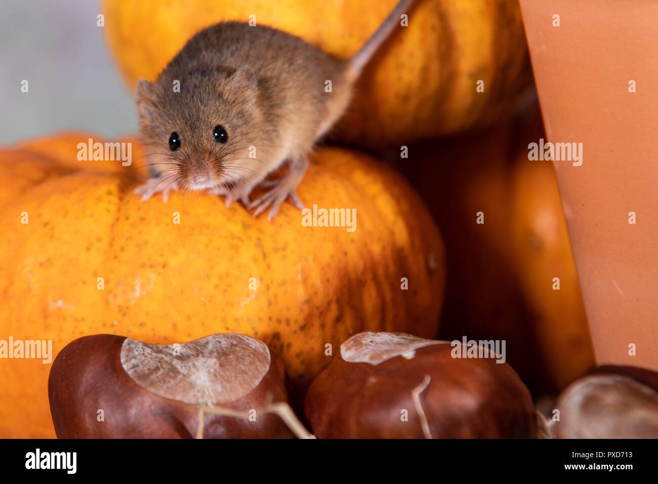 Fieldmouse hi-res stock photography and images - Alamy