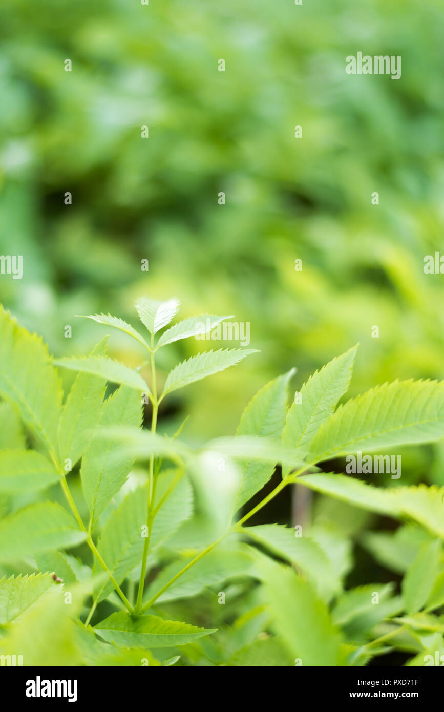 Marijuana weed cannabis hi-res stock photography and images - Alamy