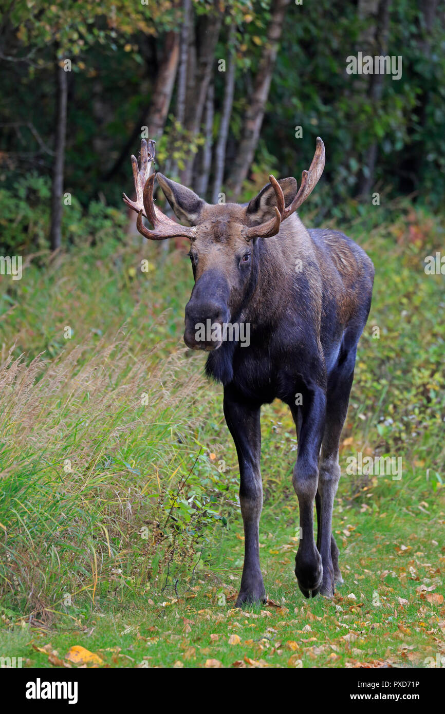 Bull Moose in Kincaid Park Anchorage Alaska Stock Photo - Alamy