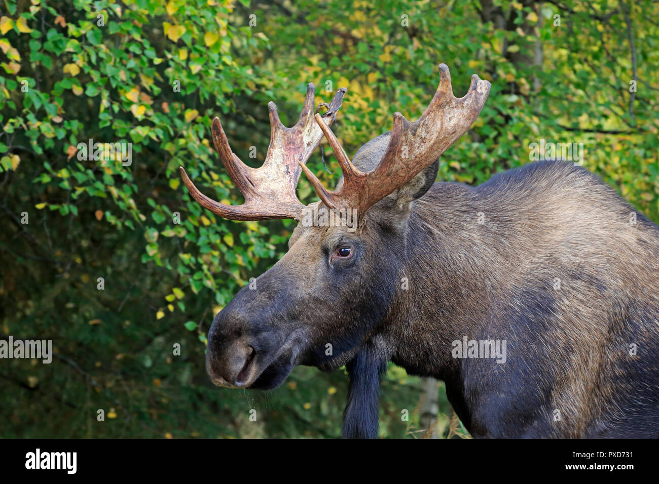 Bull Moose in Kincaid Park Anchorage Alaska Stock Photo - Alamy
