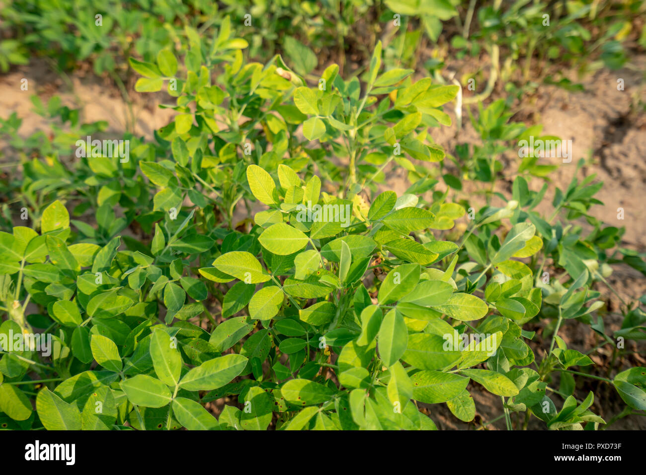 Peanut leaf planting in the field Stock Photo - Alamy