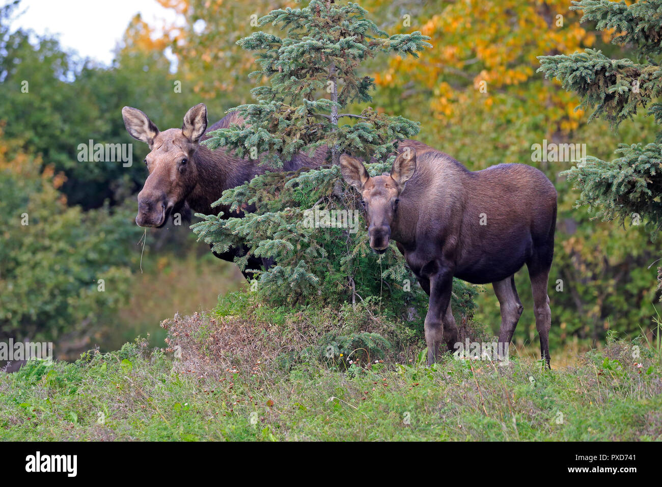 Female Moose with calf in Kincaid Park Anchorage Alaska Stock Photo - Alamy