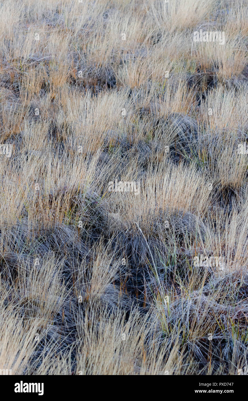 Swamp texture hi-res stock photography and images - Alamy