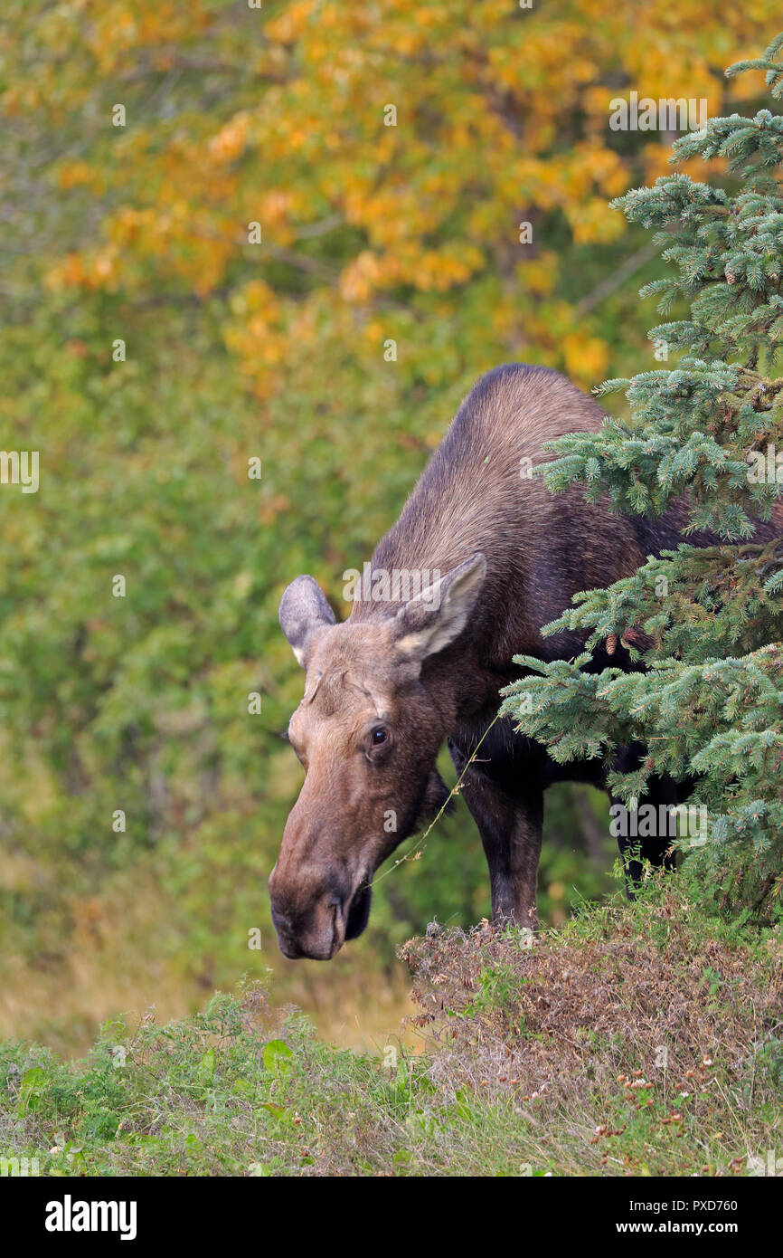 Female Moose in Kincaid Park Anchorage Alaska Stock Photo - Alamy