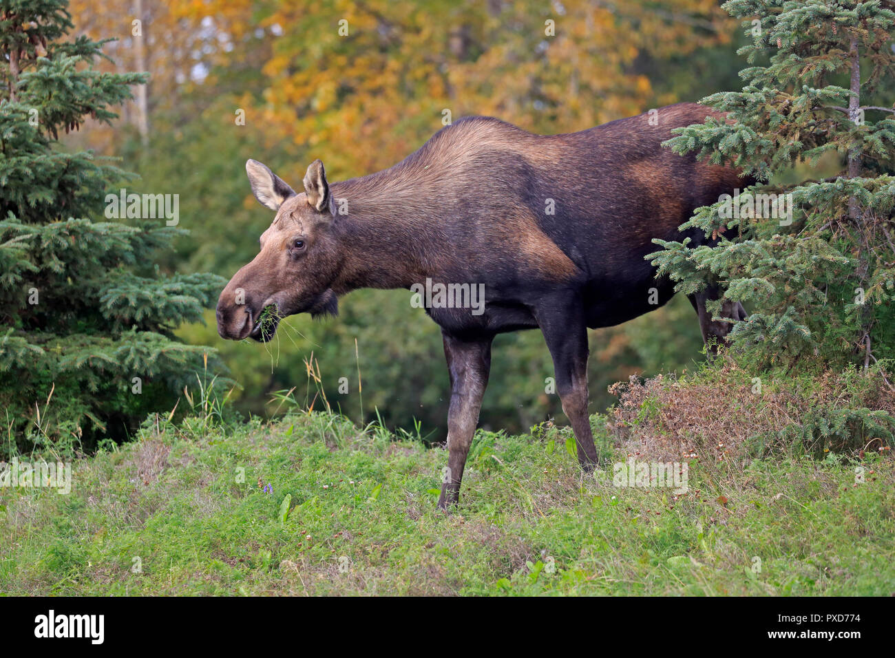 Female moose hi-res stock photography and images - Alamy