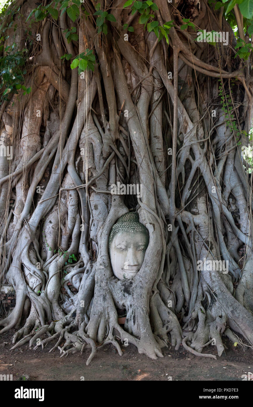 Tree face buddha carved roots hi-res stock photography and images - Alamy