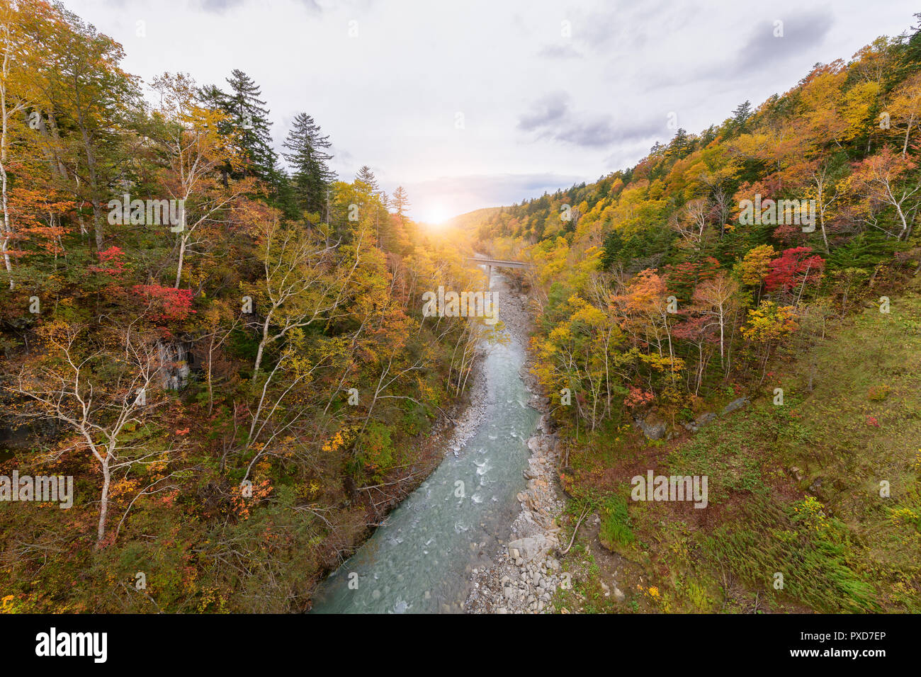 colorful tree in autumn near Shirahige Waterfall, Biei, Hokkaido, Japan ...