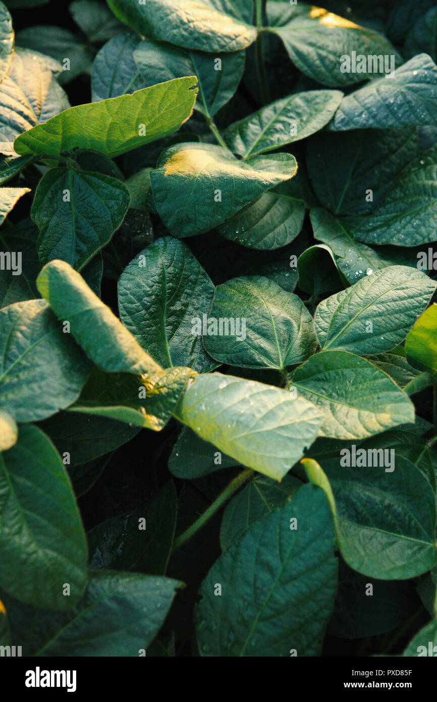 Soybean leaves hi-res stock photography and images - Alamy