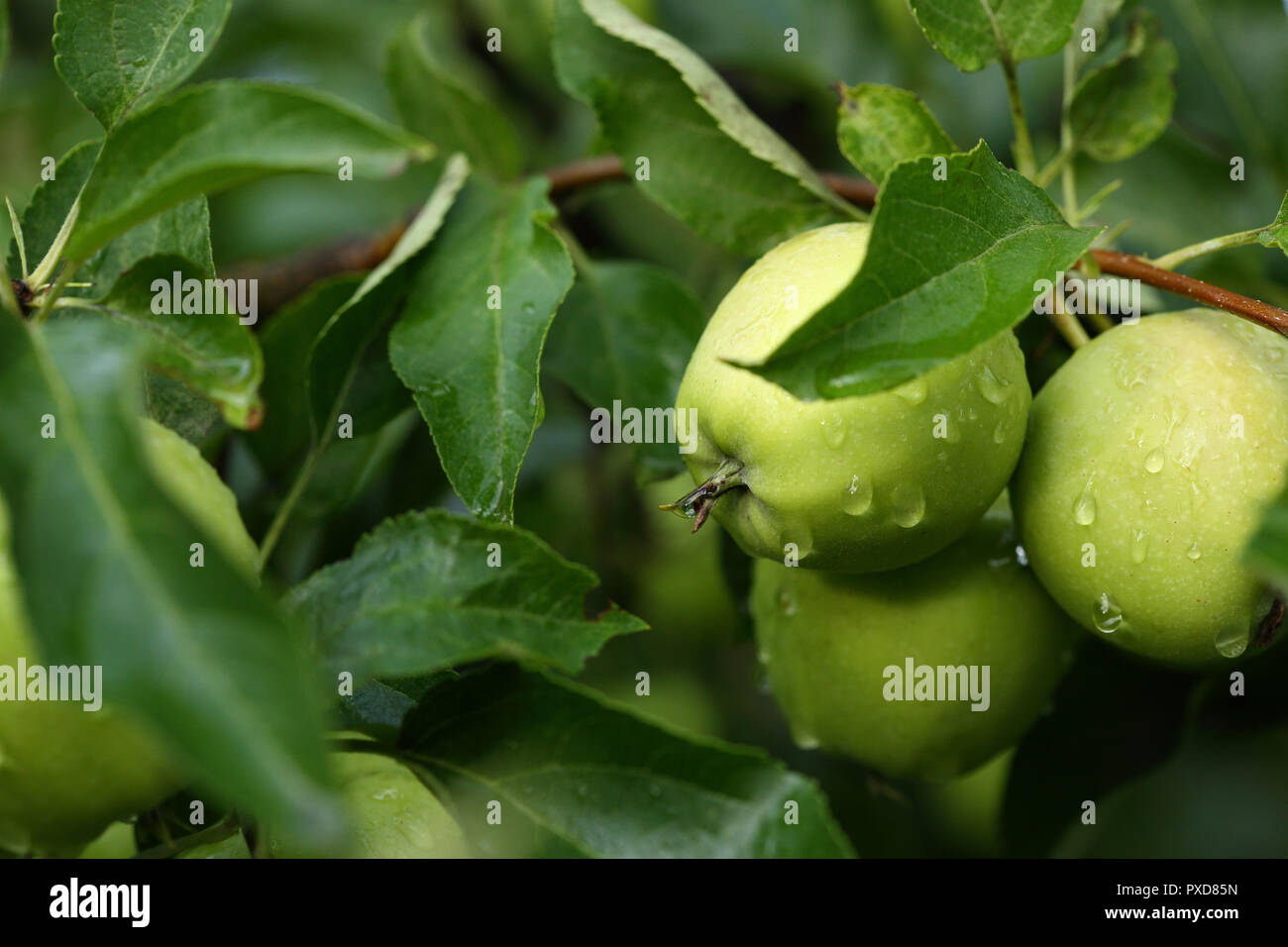 Organic apples on branch Stock Photo - Alamy